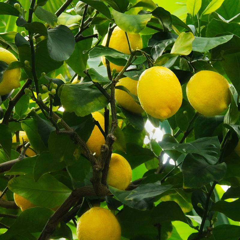 El Limonero: Todo lo Que Debes Saber | FrutaMare