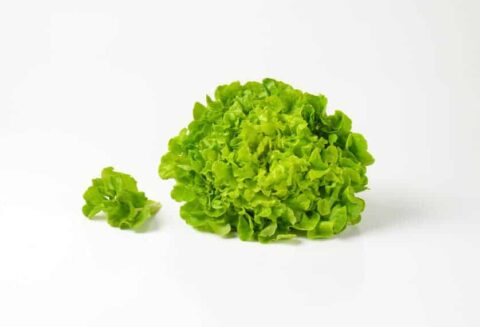 Descubre Los 14 Tipos De Lechuga Que Hay | FrutaMare