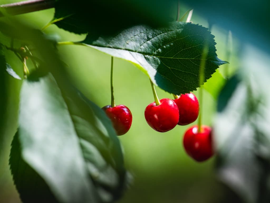 Cerezas 7 Beneficios Para Tu Salud | FrutaMare